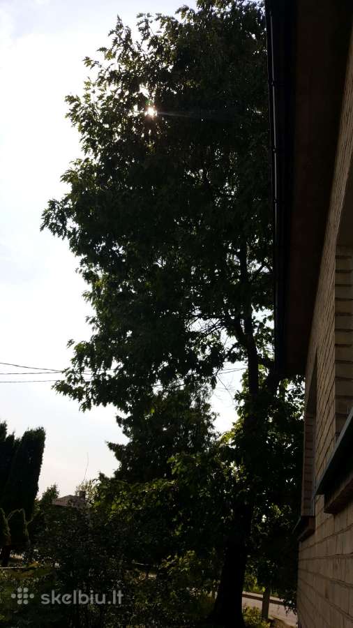 Azuolas - Skelbiu.lt