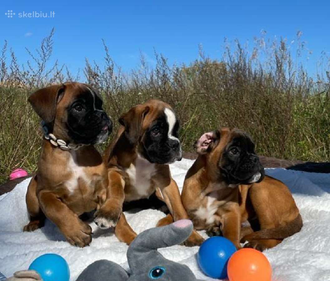 Bokseris - Skelbiu.lt