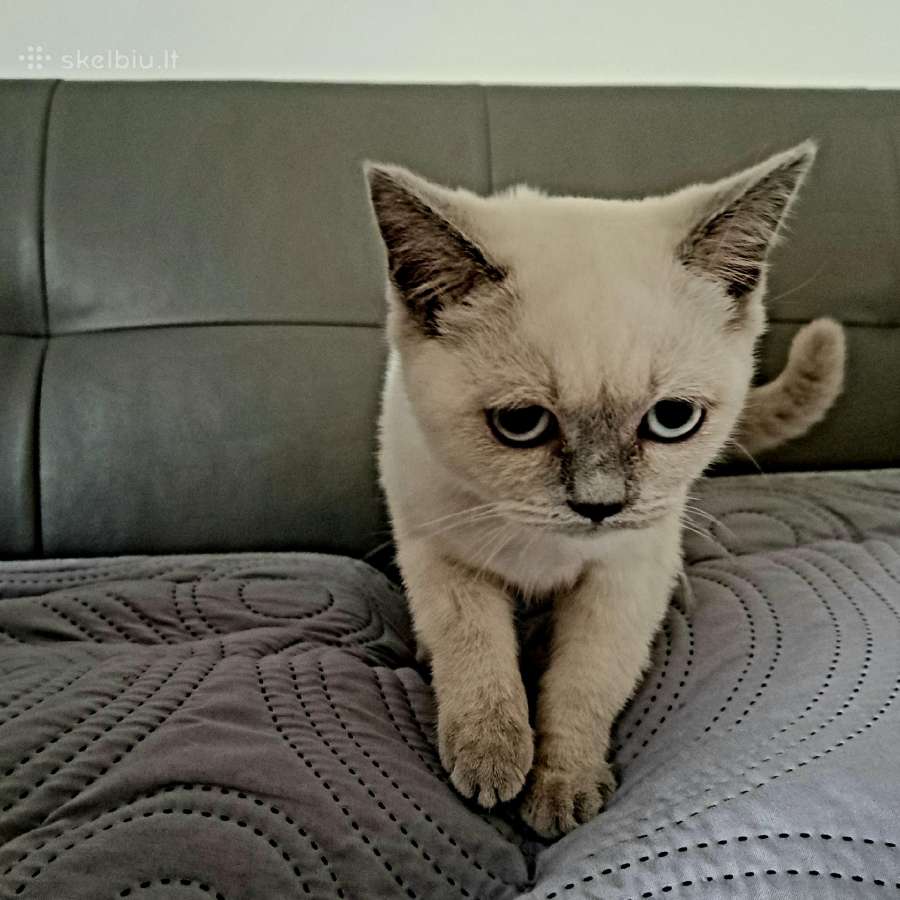 Skotu staciaause katyte - Skelbiu.lt