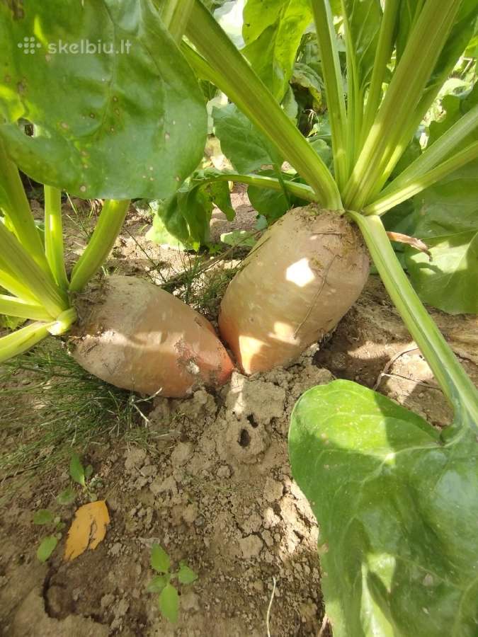 Pašariniai runkeliai - Skelbiu.lt