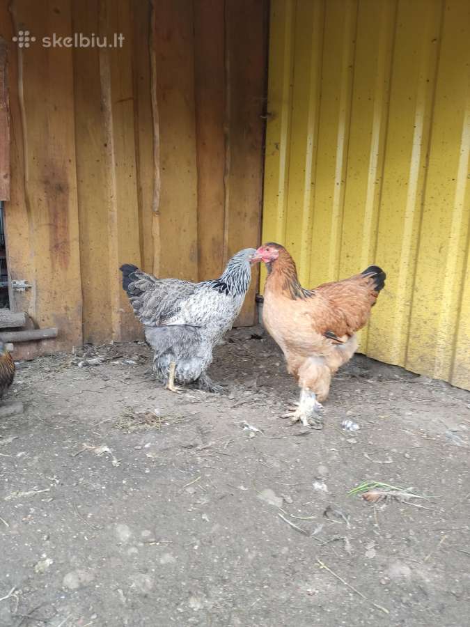 Bramo vištos ir leghornu gaidžiukai - Skelbiu.lt