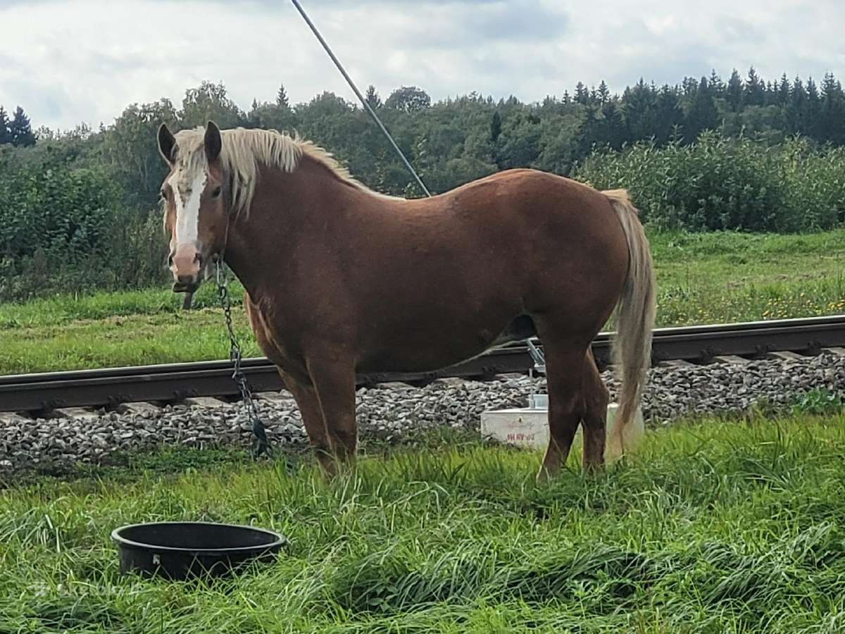 Lietuvos sunkioji kumele - Skelbiu.lt