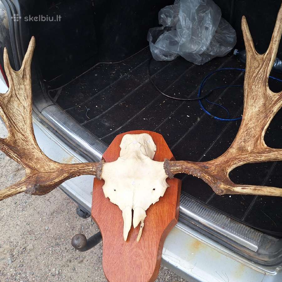 Perku perku ragus - Skelbiu.lt