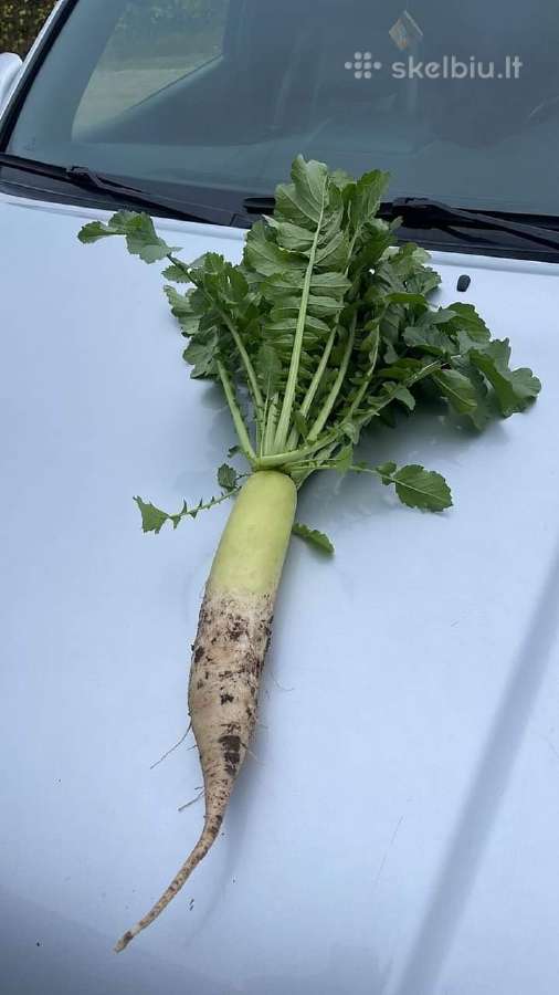 Šakninis ir aliejinis ridikas - Skelbiu.lt