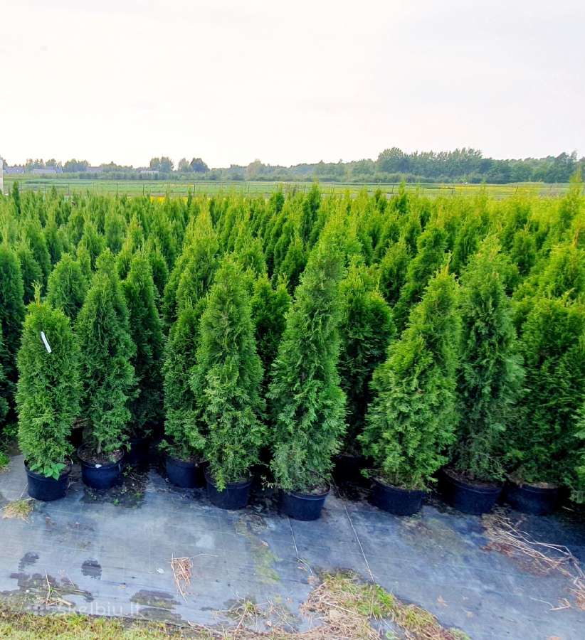 Tujos Smaragd vazonėlyje 100 cm pigiau pušys - Skelbiu.lt