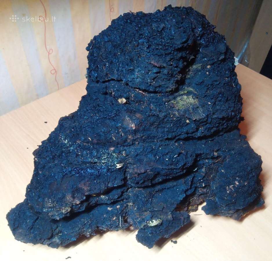 Juodasis beržo grybas - čaga - Skelbiu.lt