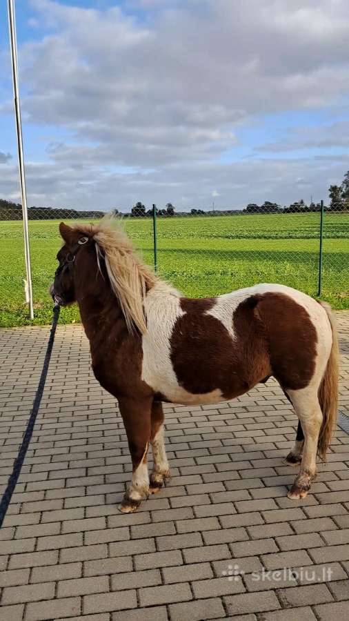 Parduodamas ponis - Skelbiu.lt