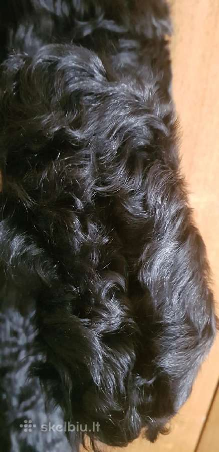 Naturalus kailiniai - Skelbiu.lt