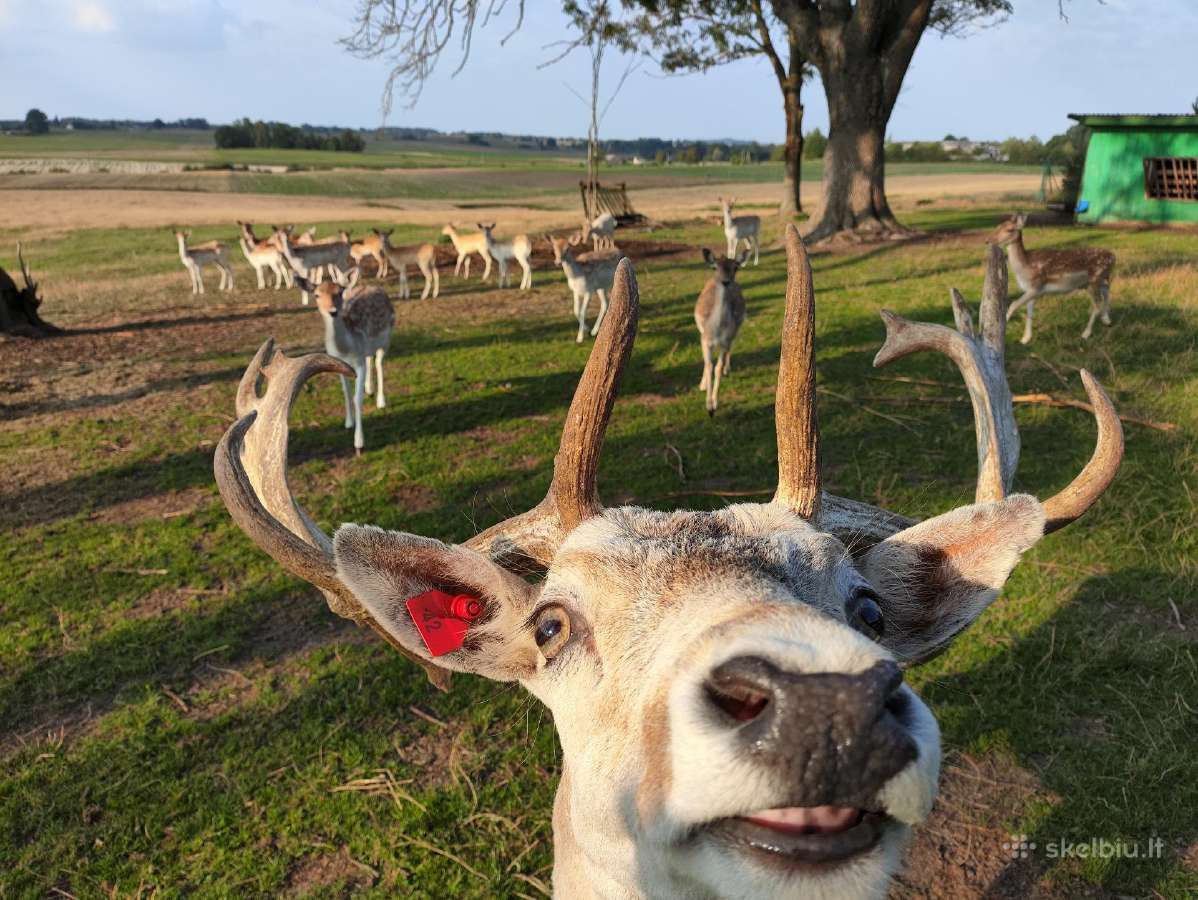 Danieliai - Skelbiu.lt