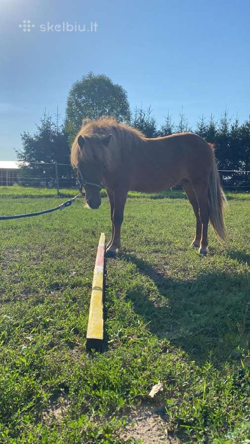 Mini ponis - Skelbiu.lt