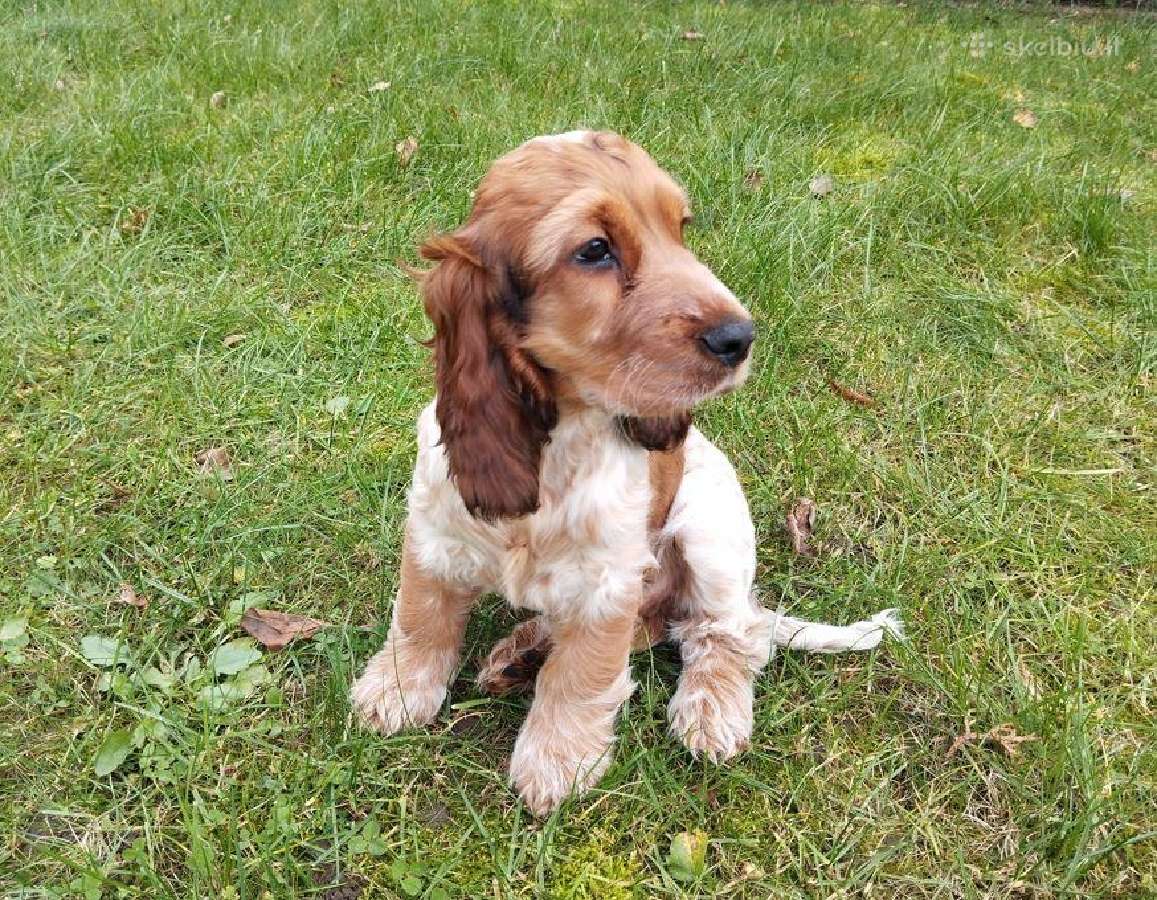 Anglų kokerspanielis, kaina sutartinė - Skelbiu.lt