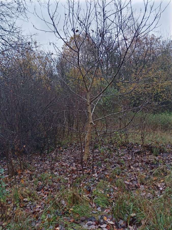 Graikinis riešutas,ąžuolai,eglaitės,pušelės - Skelbiu.lt