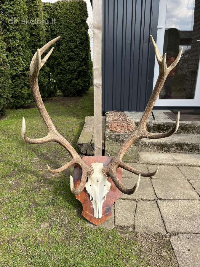 Elnio ragai - Skelbiu.lt