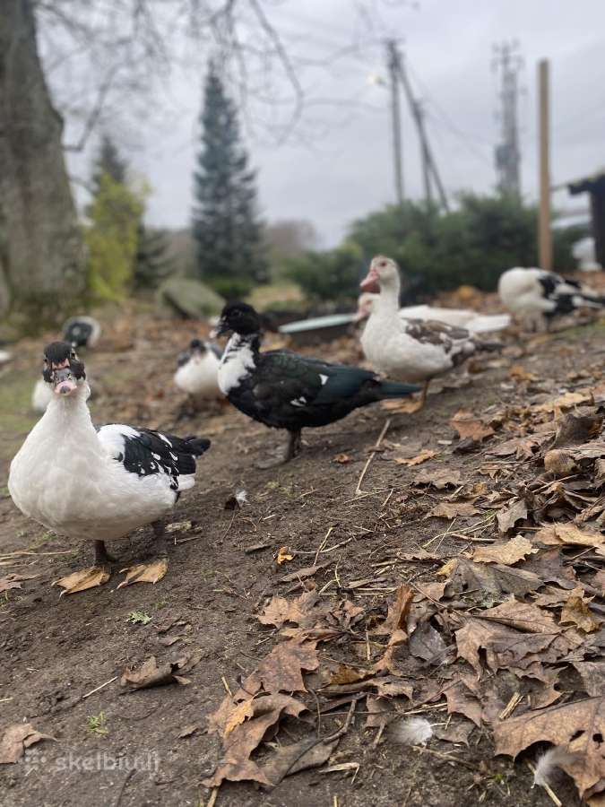 Parduodamos antys - Skelbiu.lt