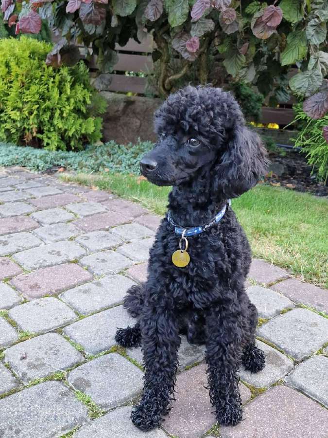 Toy-pudelis kergimui - Skelbiu.lt