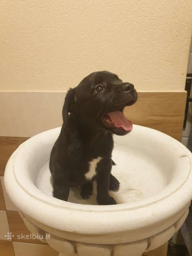 Labradoras - Skelbiu.lt