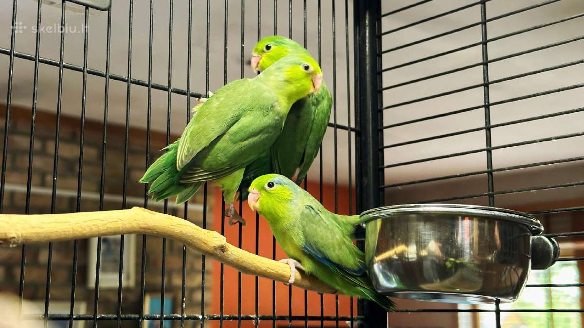 Žvirblinės papūgos - Skelbiu.lt