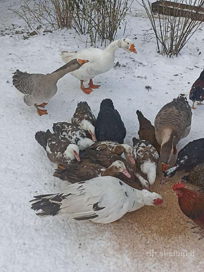 Parduodu antis - Skelbiu.lt