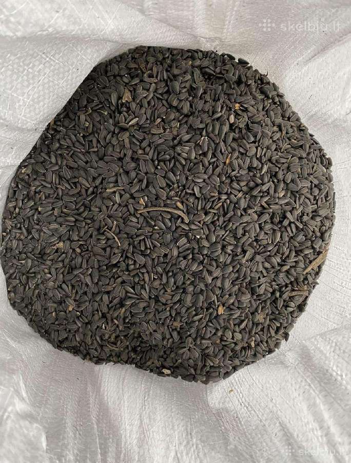 Juodos smulkios saulegrazos, 1 eur/kg - Skelbiu.lt