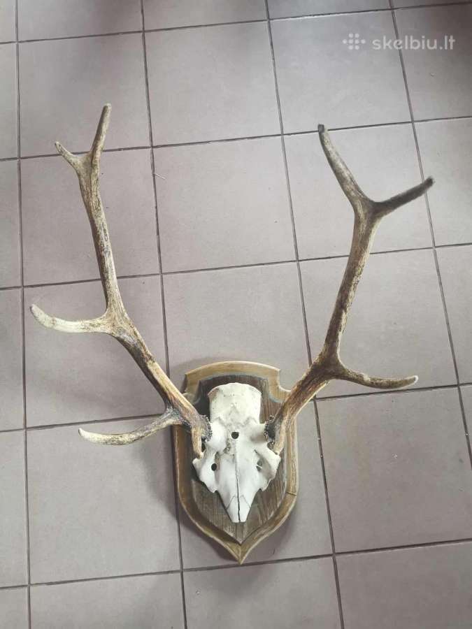 Elnio ragai - Skelbiu.lt