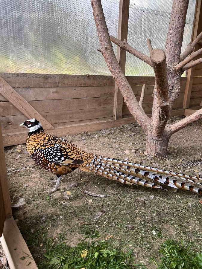 Parduodami š.m.deimantiniai,karališki fazanai. - Skelbiu.lt