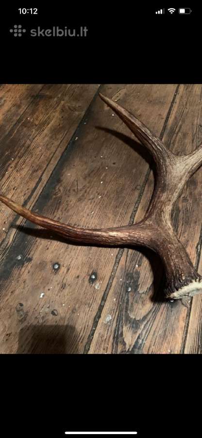 Briedžio ragai - Skelbiu.lt