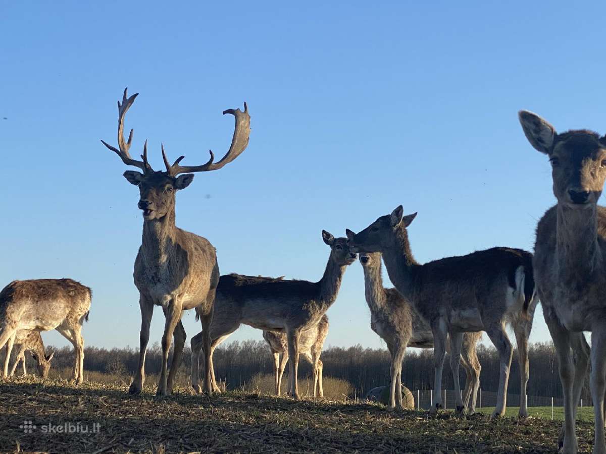 Danieliai - Skelbiu.lt