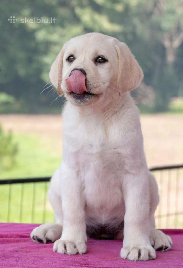 5 mėnesių Labradoro Retriveris - Skelbiu.lt