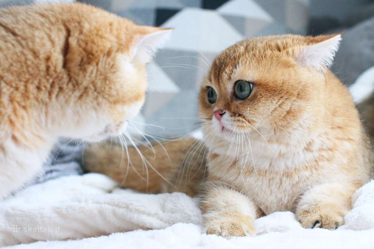 Show class golden Bri boy - Skelbiu.lt