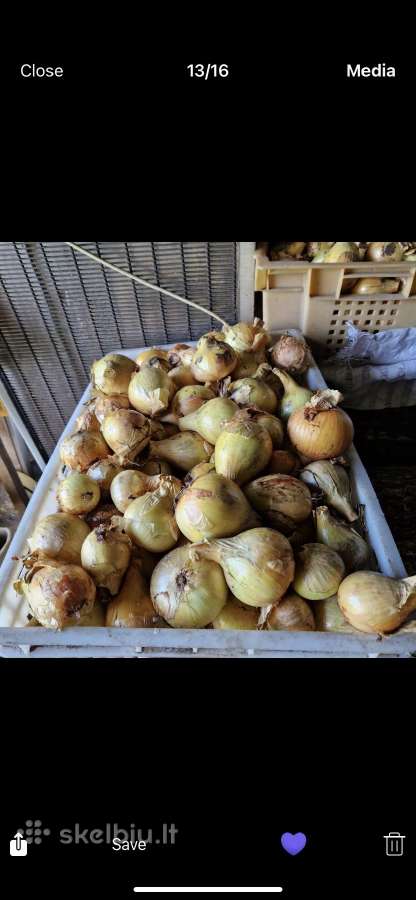 Svogūnai - Skelbiu.lt