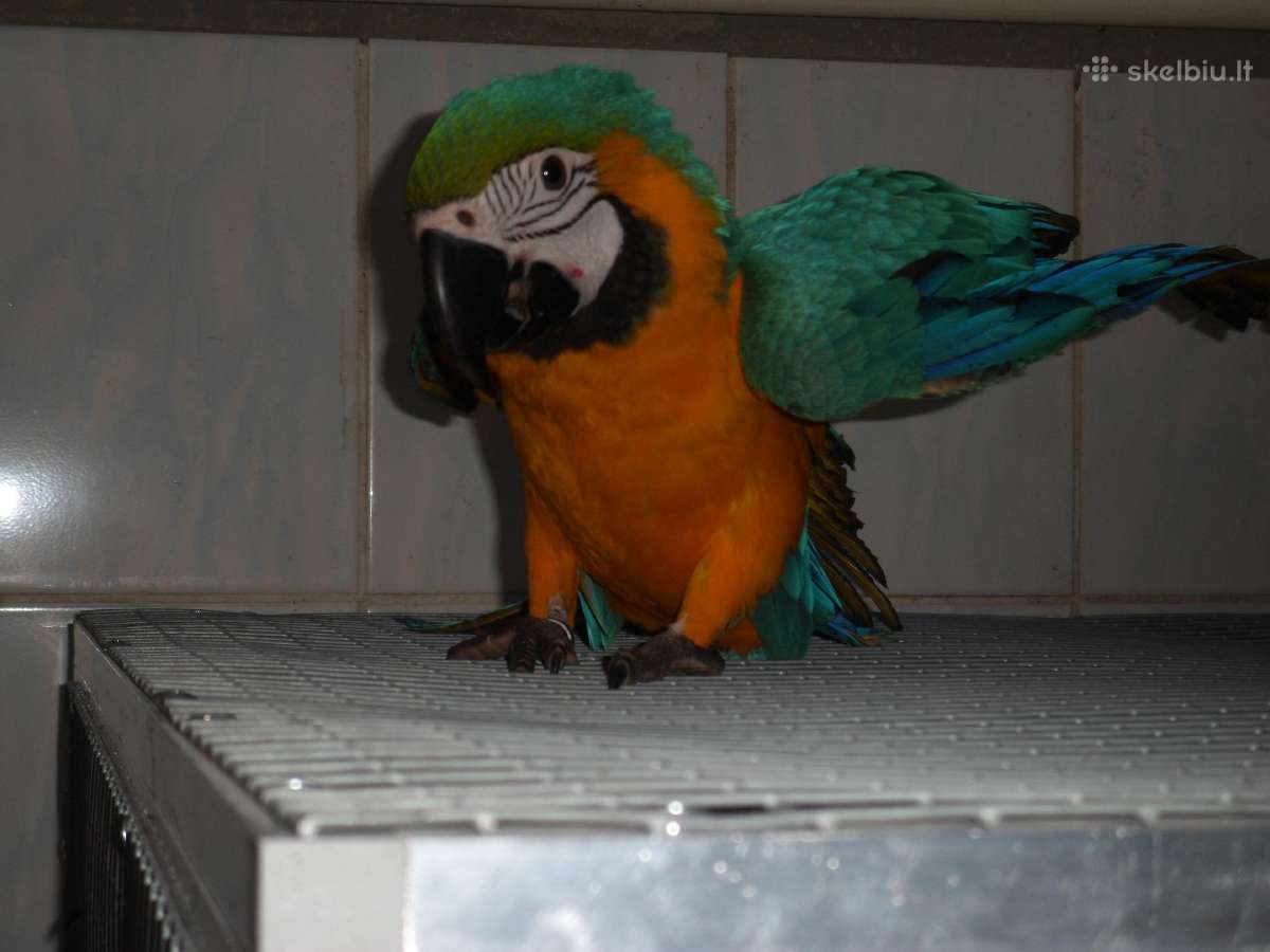 Jauna Ara Ararauna - Skelbiu.lt