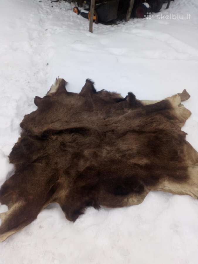 Didelis briedžio kailis - Skelbiu.lt