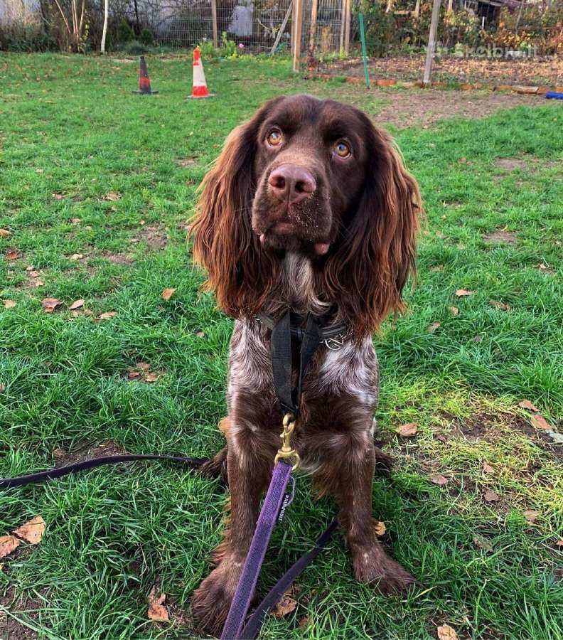 Polish hunter spanielis Fci - Skelbiu.lt