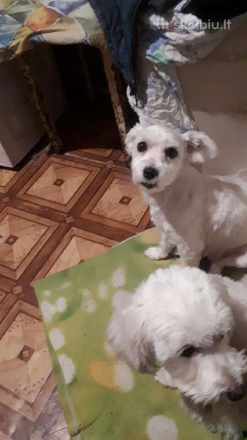Parduodami suniukai - Skelbiu.lt