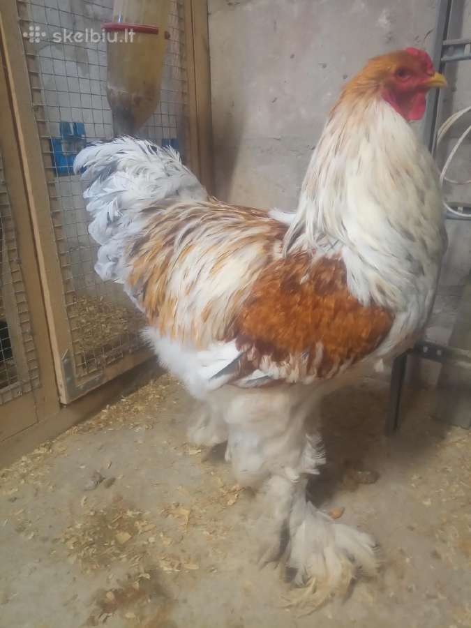 Parduodami Bramai - Skelbiu.lt