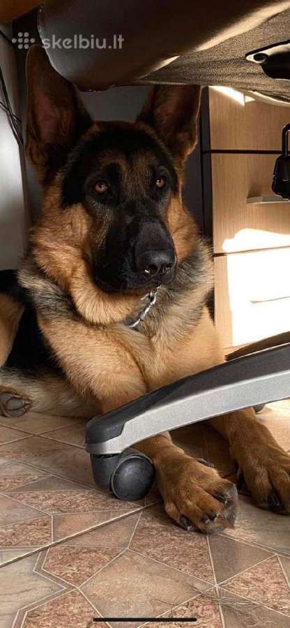 Vokiečių aviganis kergimui - Skelbiu.lt