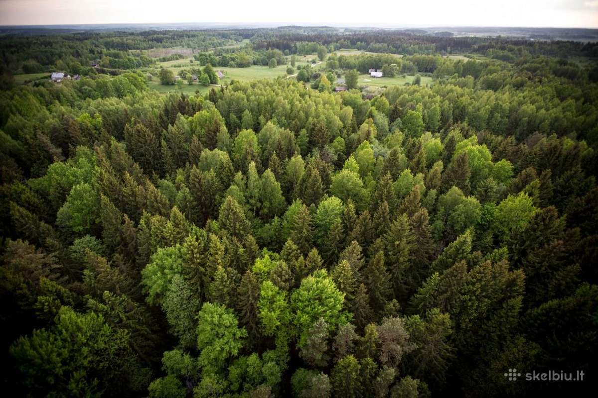 Parduodu mišką - Skelbiu.lt