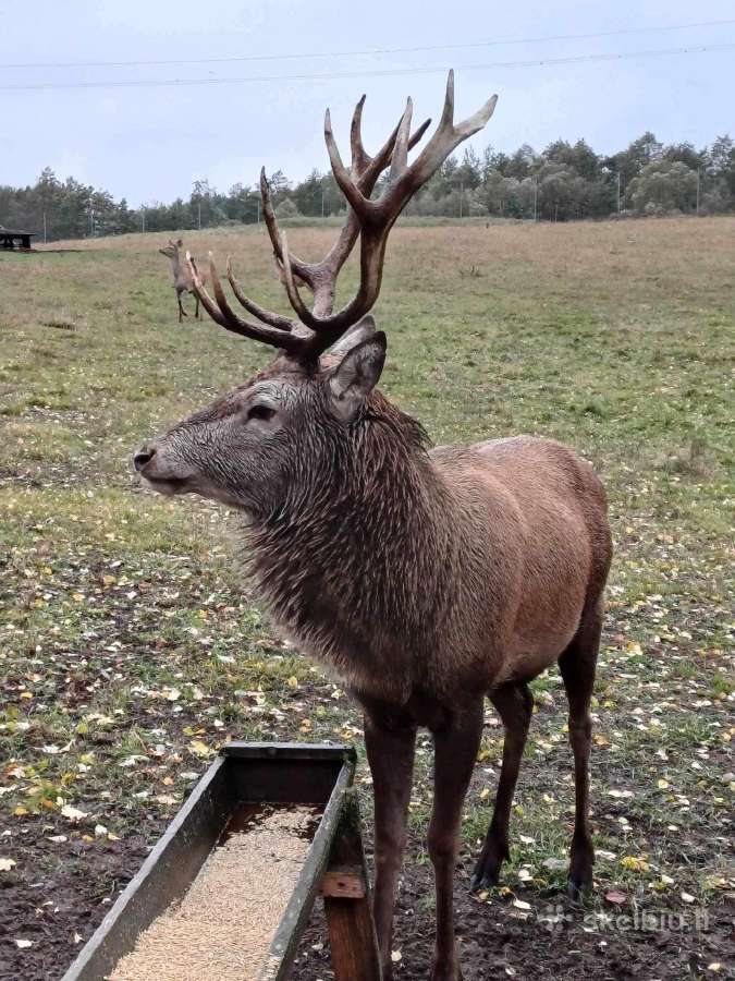 Parduodamas Taurusis Elnias - Skelbiu.lt