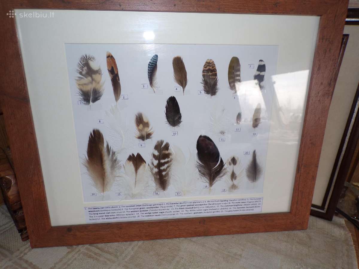 Pauksciu plunksnu kolekcija - Skelbiu.lt