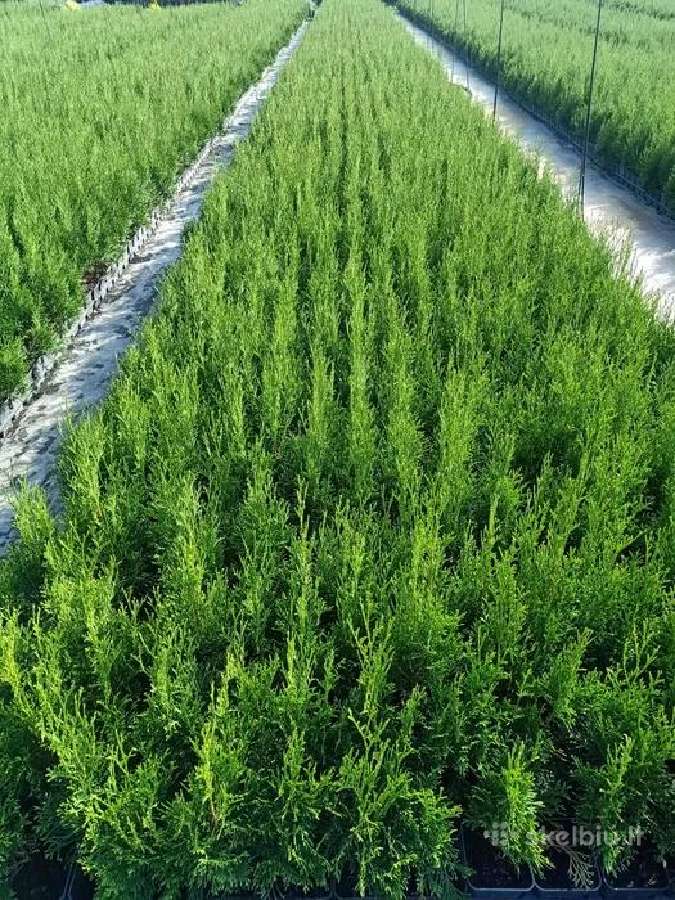 Tujos Smaragd - p9 vazonas - 0,65 € - Skelbiu.lt