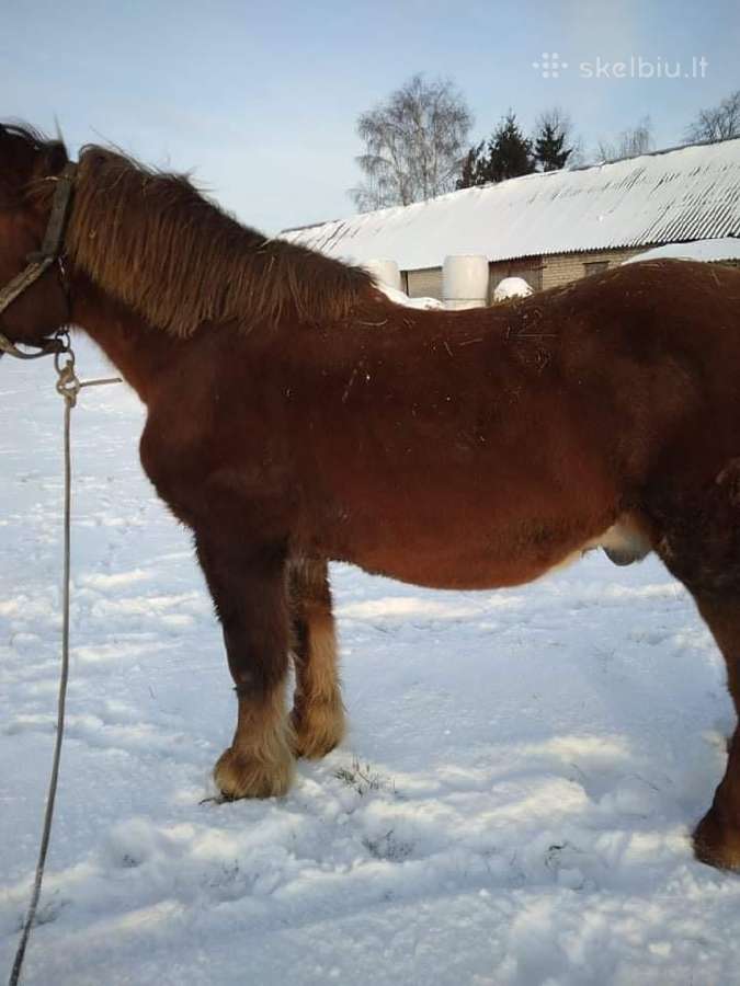 Arklys - Skelbiu.lt