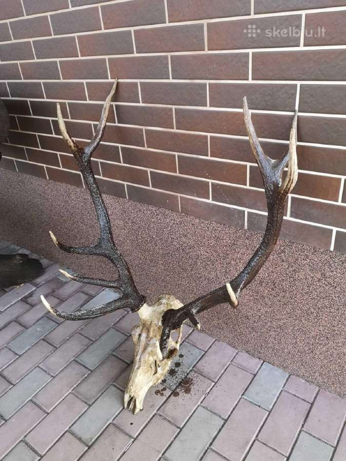 Elnio kaukolė su ragais - Skelbiu.lt