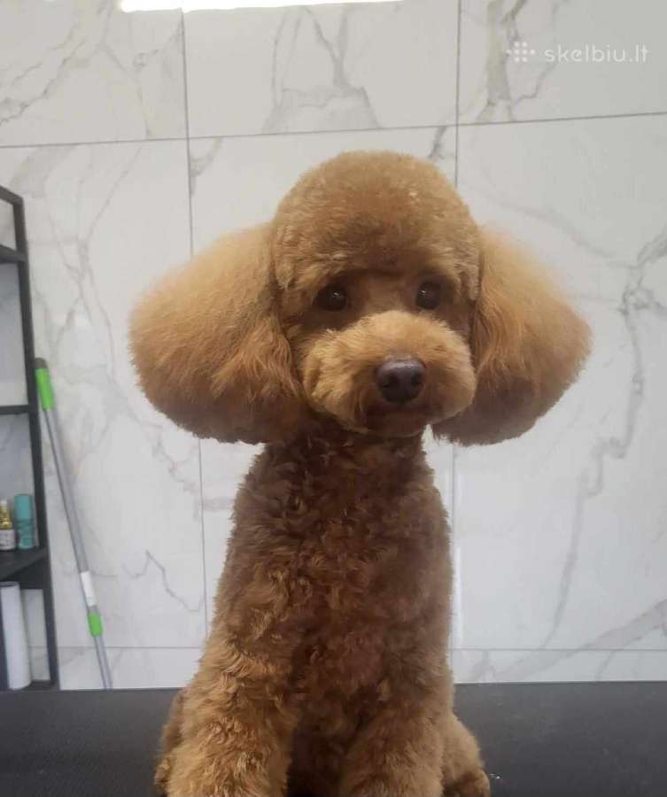 Toy pudelis pasimatymui - Skelbiu.lt