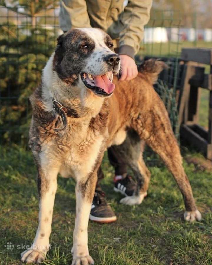 Azas. Vid.azijos aviganis ieško namu! - Skelbiu.lt