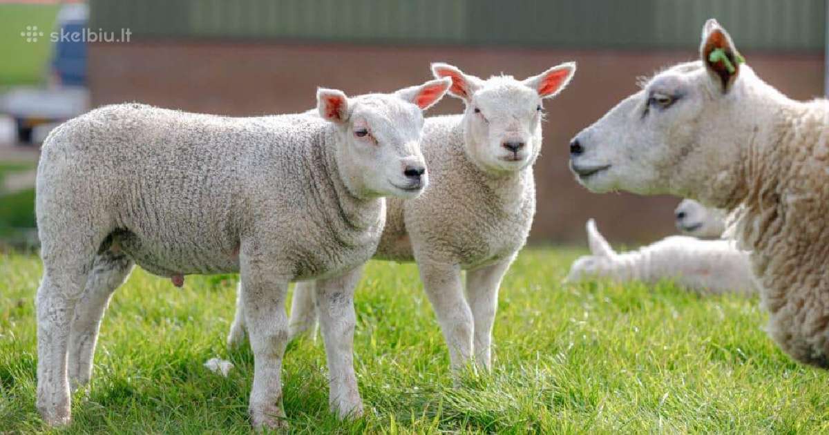 Perku ėriukus, avis - Skelbiu.lt