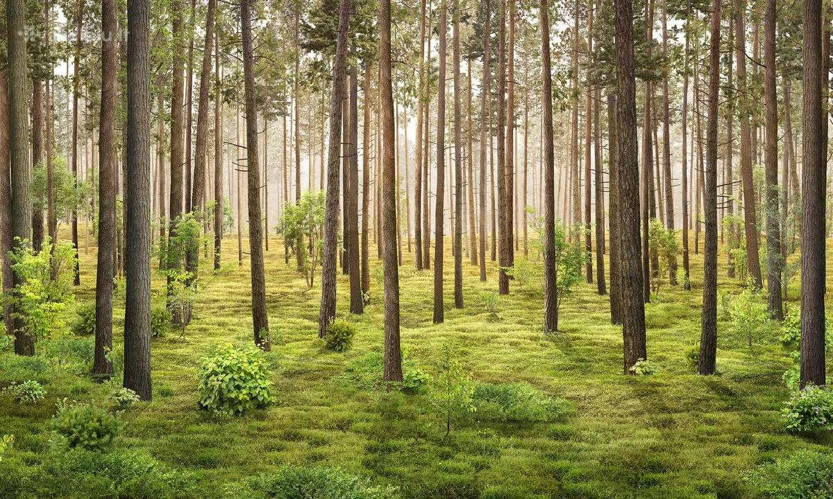 Miško su žeme pardavimas Lietuvoje - Skelbiu.lt