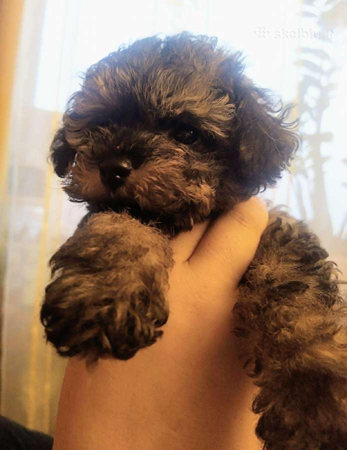 Parduodamas mini Toy Pudeliukas. - Skelbiu.lt