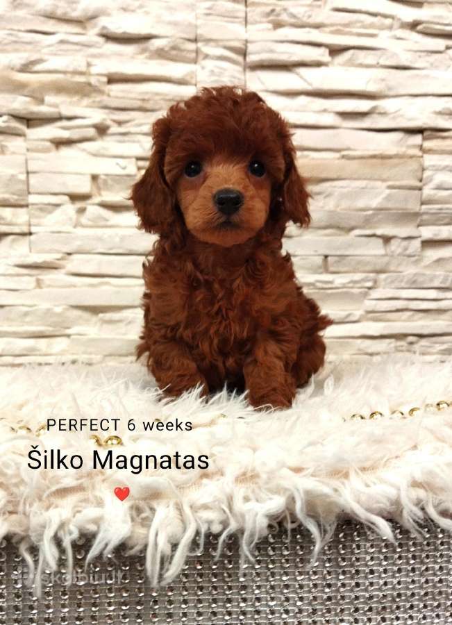 Nykštukiniai ir toy pudeliai su Fci dokumentais - Skelbiu.lt