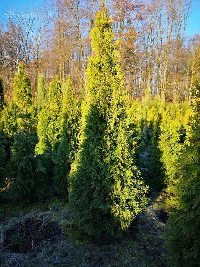 Tujos Smaragd - Skelbiu.lt