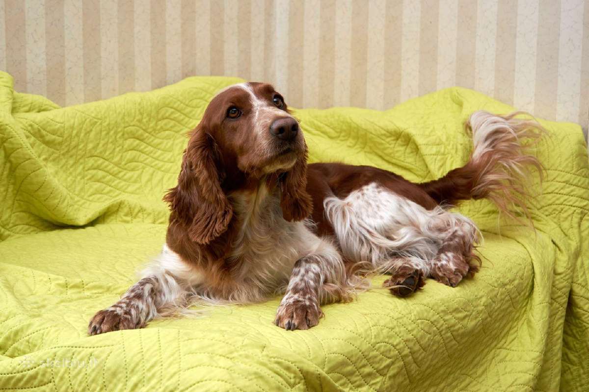 Spanielis, valų springer spanielis.laukiama vada. - Skelbiu.lt